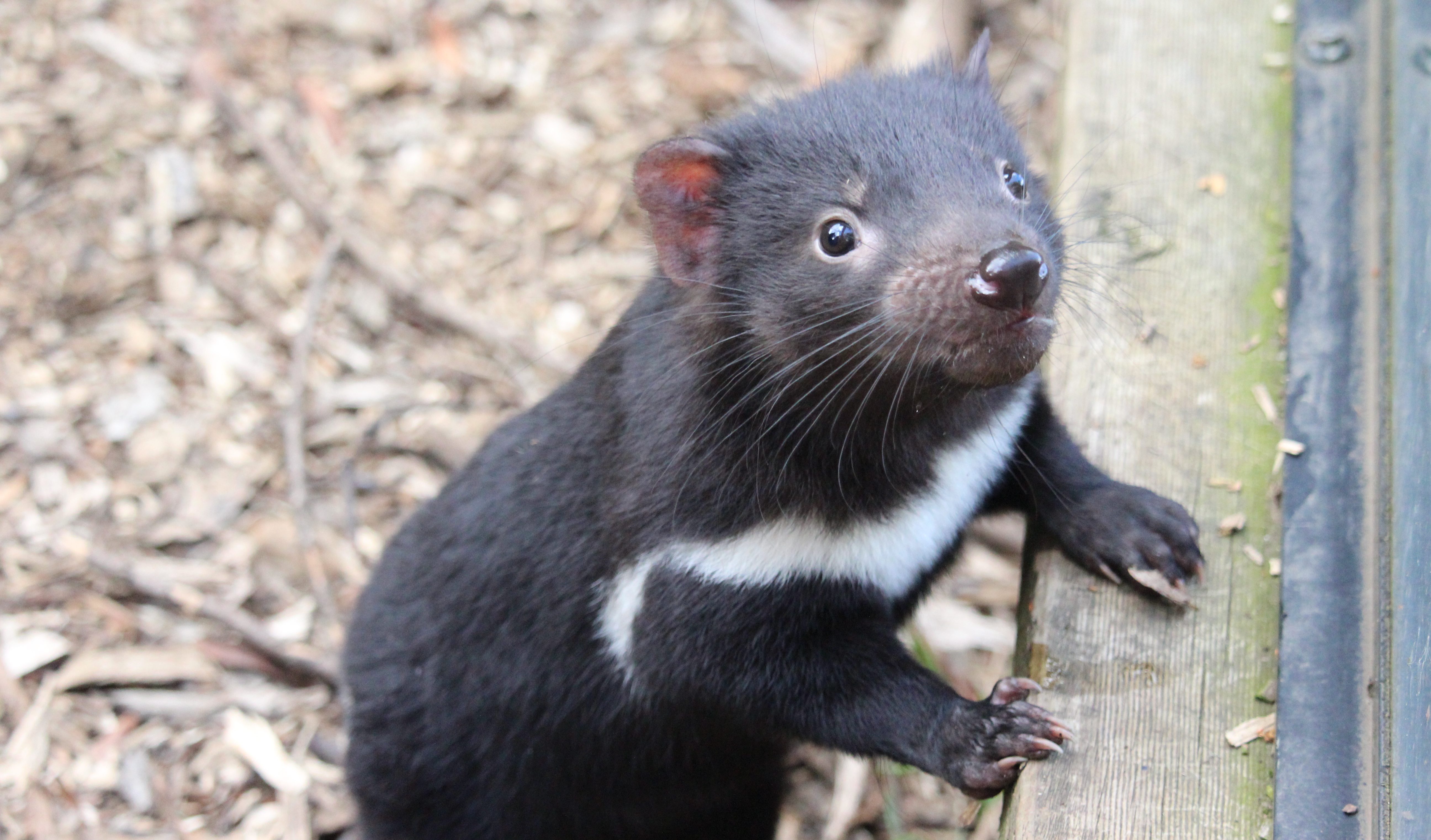 Can We Save The Tasmanian Devil 2SER Can We Save The Tasmanian Devil 2SER