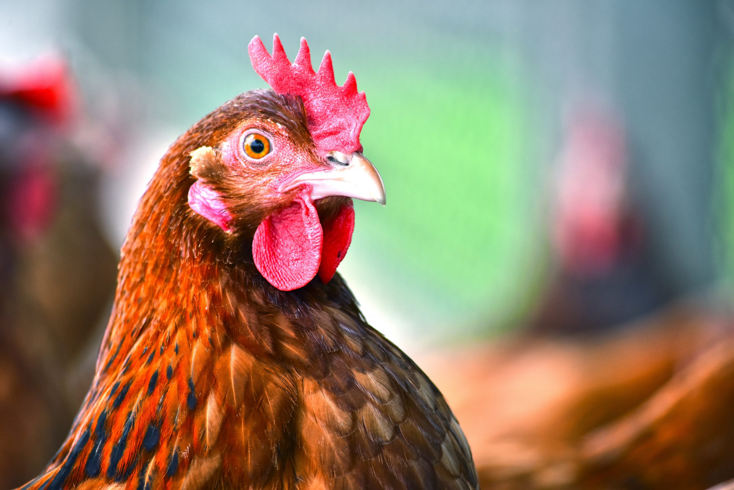 Rural Connection: Portable Chooks For Perfect Soil - 2SER