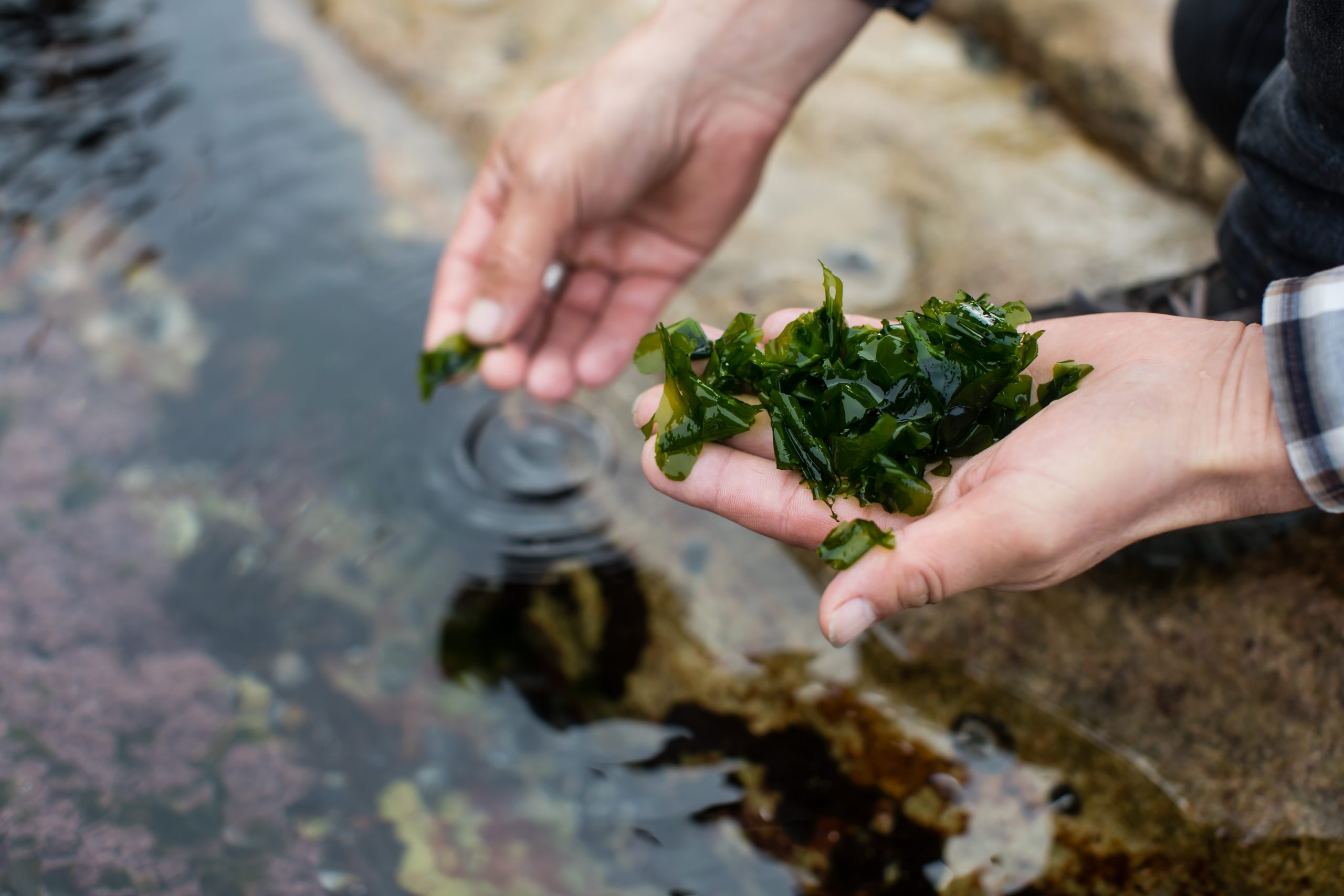 Ocean Series Part 3 - Seaweed Foraging - 2SER