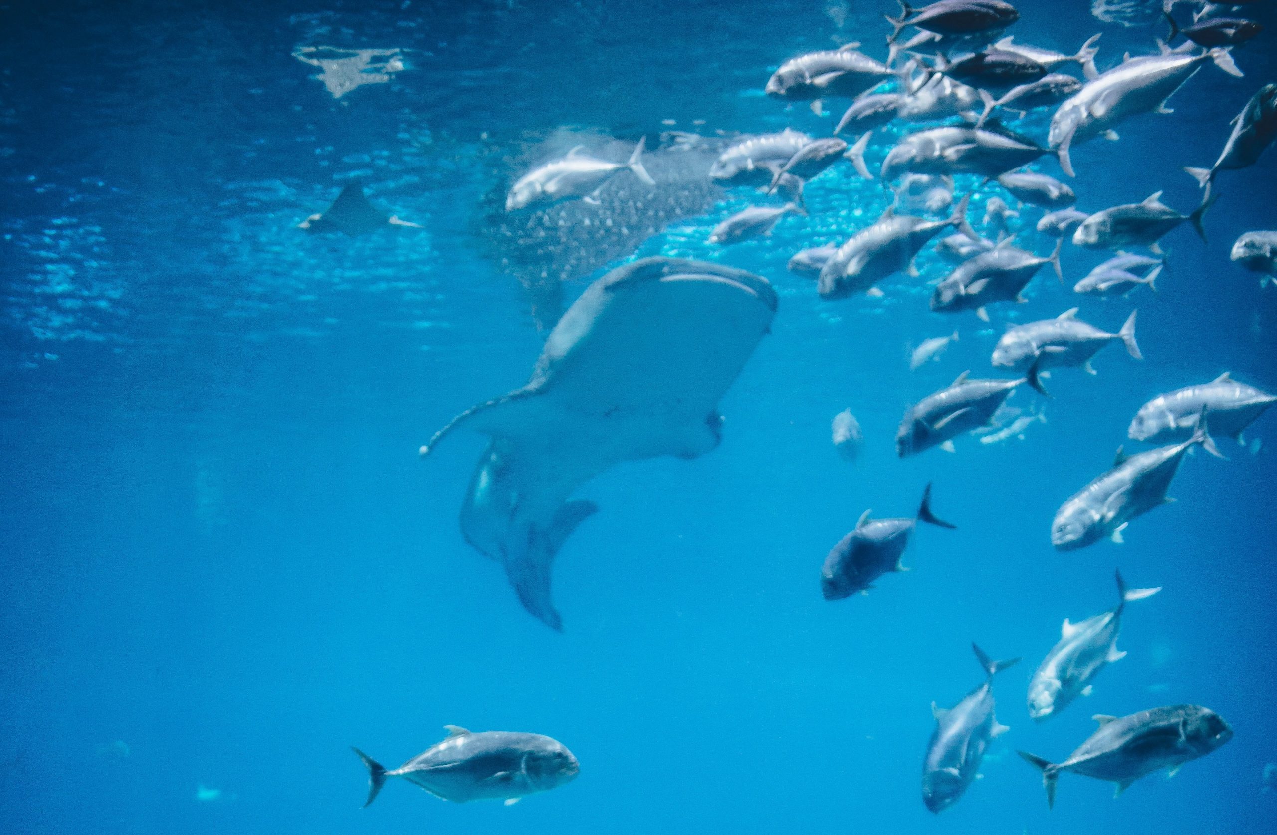 How do fish scratch their itch? - 2SER